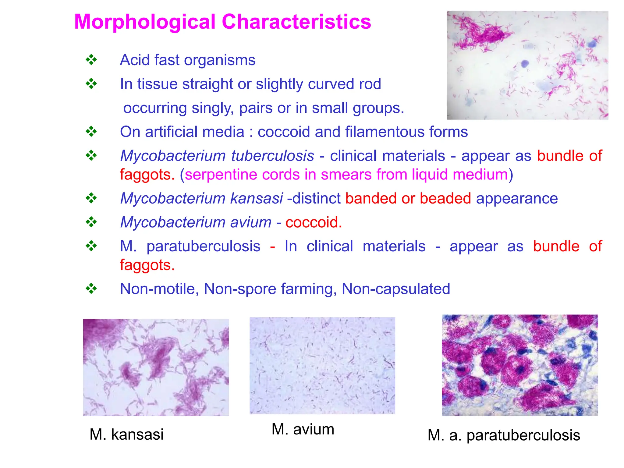 Mycobacterium.ppt bacterial diseases. Tb | PPT