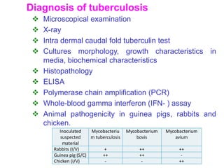 Mycobacterium.ppt bacterial diseases. Tb | PPT | Infectious Diseases ...