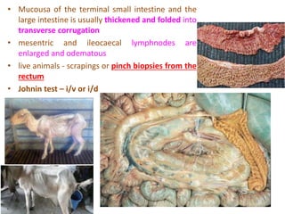 Mycobacterium.ppt bacterial diseases. Tb | PPT | Infectious Diseases ...