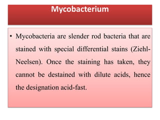 Mycobacterium- 5.pptx