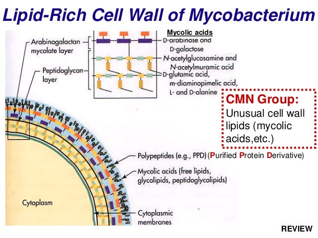 Mycobacterium (1)