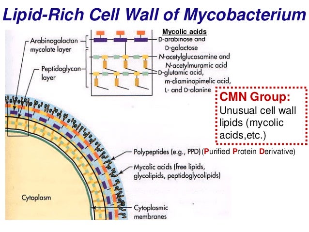 Mycobacterium (1)