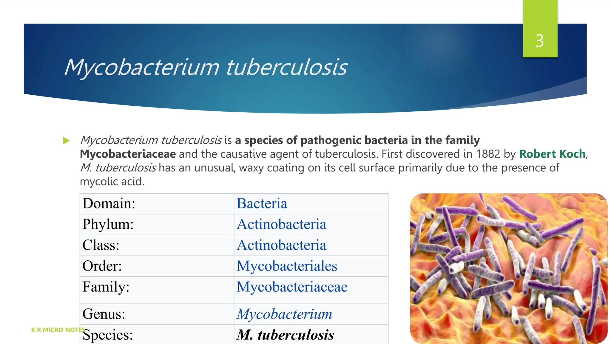 Mycobacterium Mycobacterium tuberculosis | PPTX