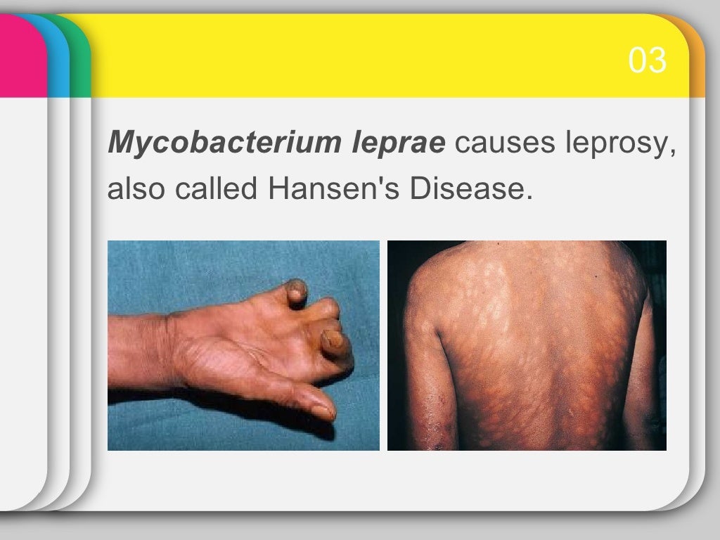 Mycobacterium Leprae