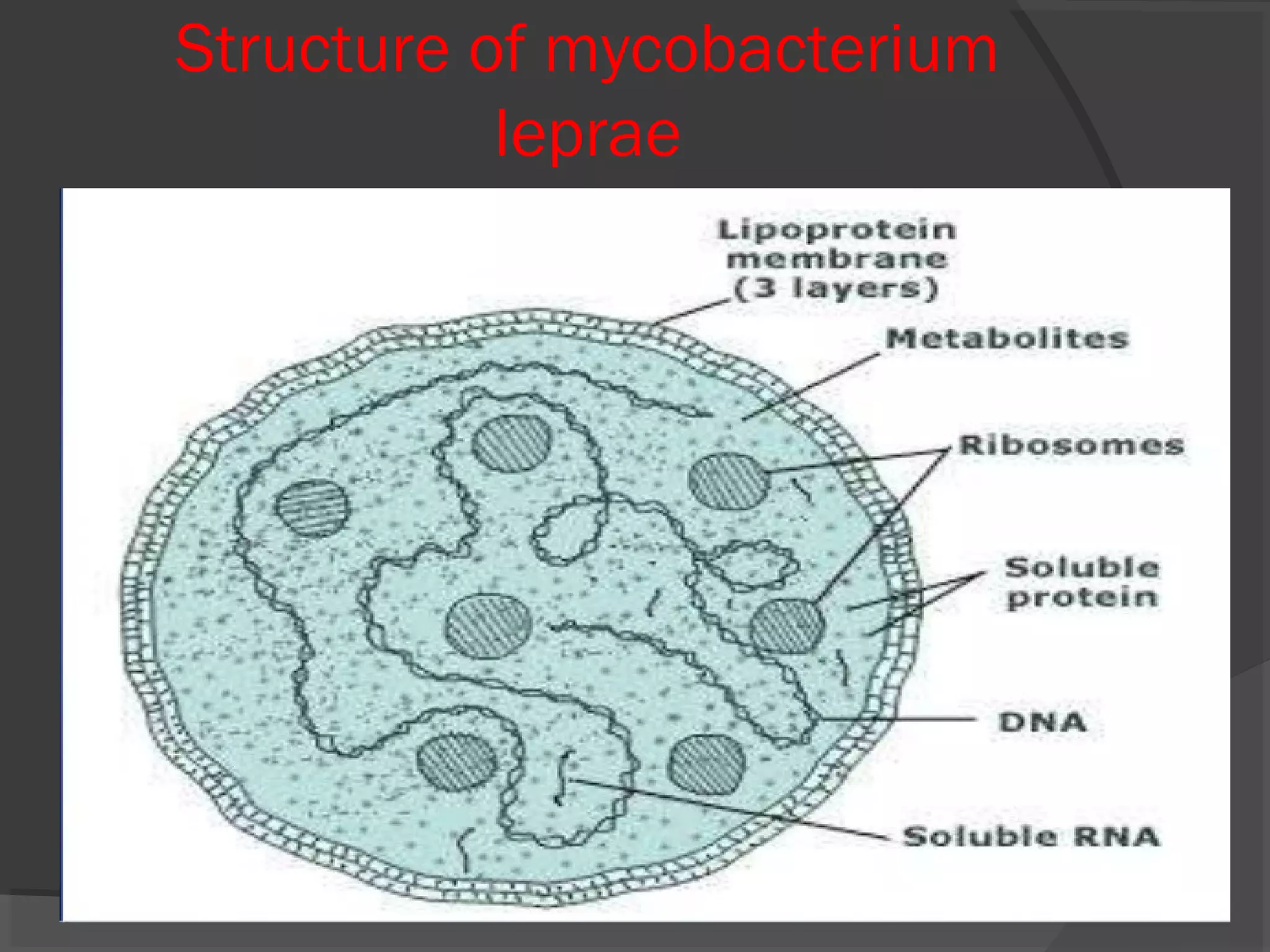 Mycobacterium leprae | PPT