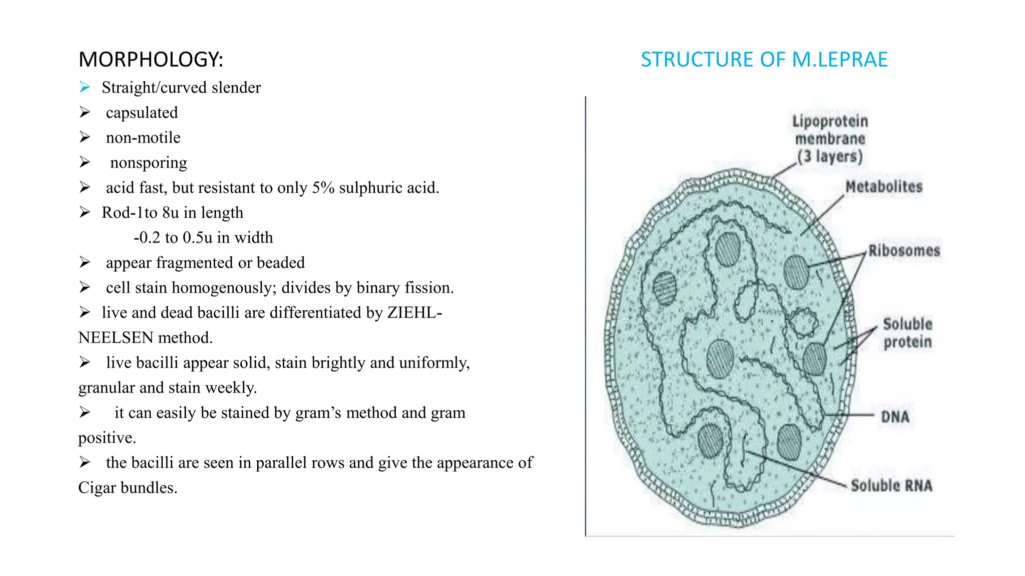 Mycobacterium leprae (Leprosy)- "Hansen's disease" | PPTX