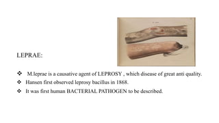 Mycobacterium leprae (Leprosy)- "Hansen's disease" | PPTX