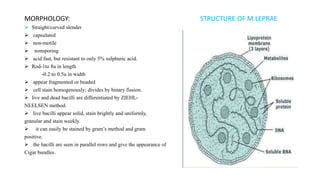 Leprosy Bacteria Structure