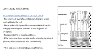 Leprosy Bacteria Structure