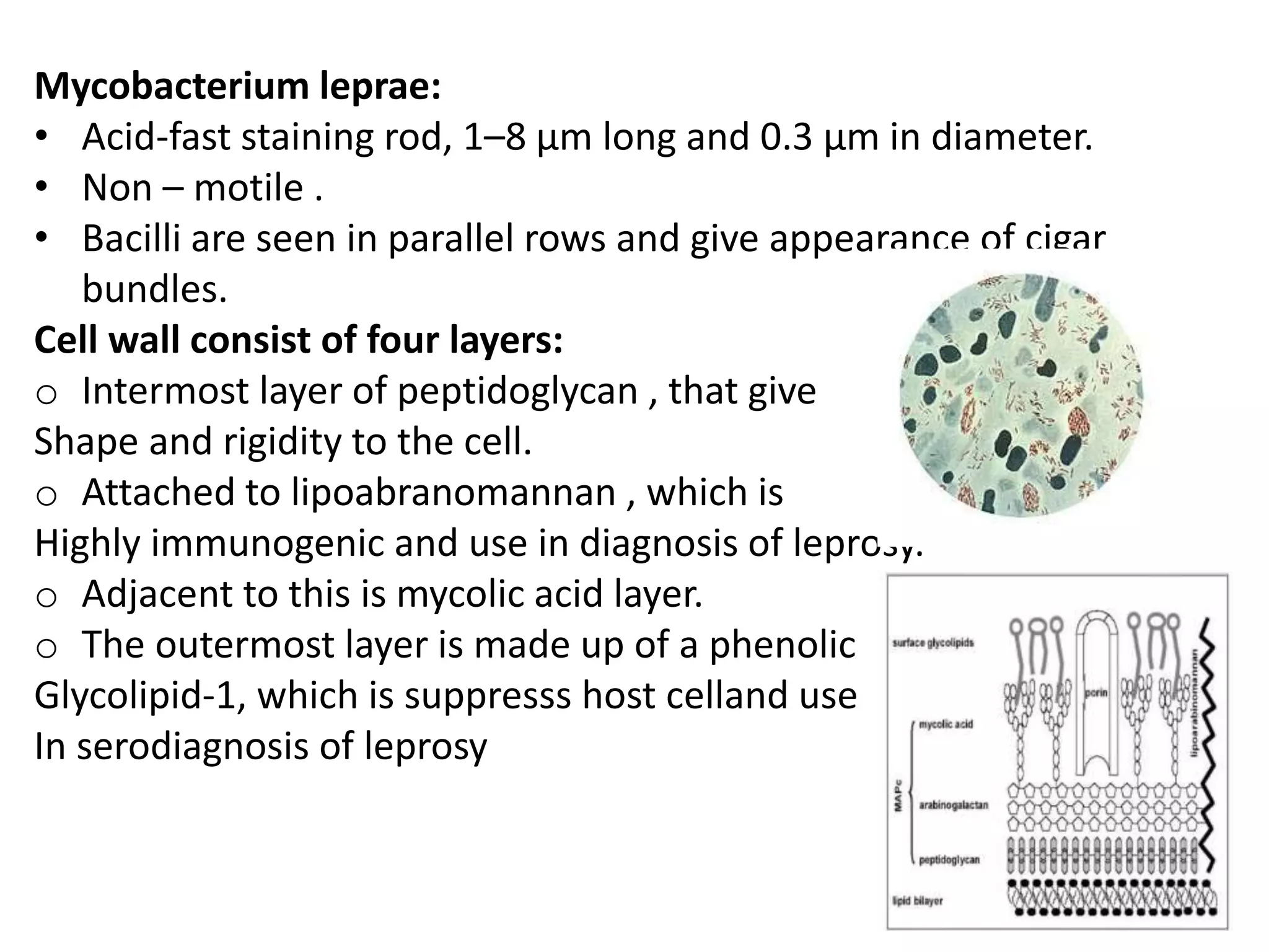 Mycobacterium leprae.ppsx