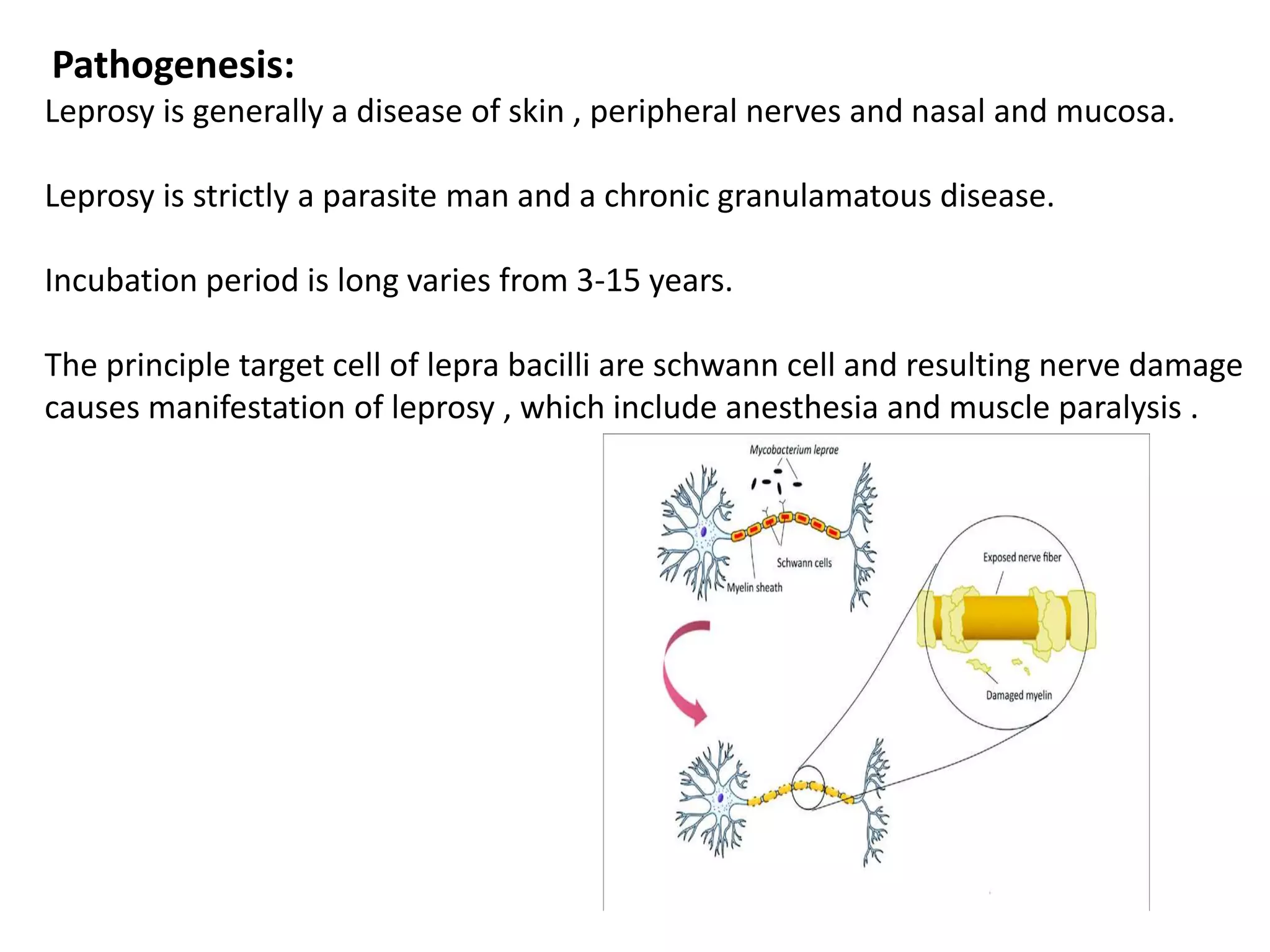Mycobacterium leprae.ppsx