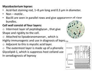 Mycobacterium leprae.ppsx