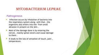 Medical bacteriology,Mycobacterium leprae | PPT