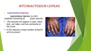 Medical bacteriology,Mycobacterium leprae | PPT