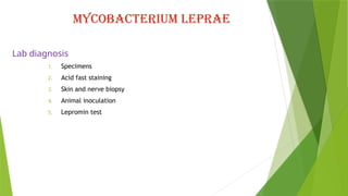 Medical bacteriology,Mycobacterium leprae | PPT