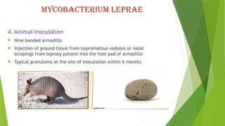 Medical bacteriology,Mycobacterium leprae | PPT
