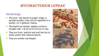Medical bacteriology,Mycobacterium leprae | PPT