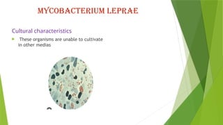 Medical bacteriology,Mycobacterium leprae | PPT