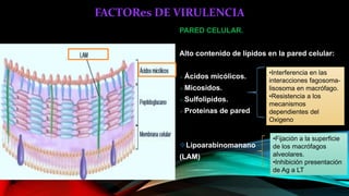 Estructura Celular De Las Micobacterias