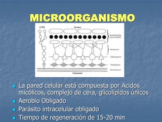 Mycobacterium Tuberculosis | PPT