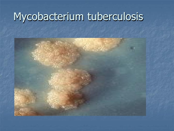 Mycobacterium Tuberculosis