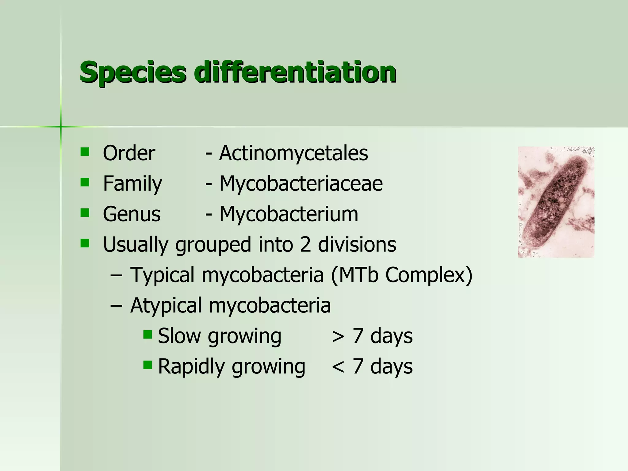 Mycobacterium tuberculosis | PPT