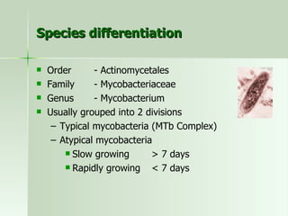 Mycobacterium tuberculosis | PPT