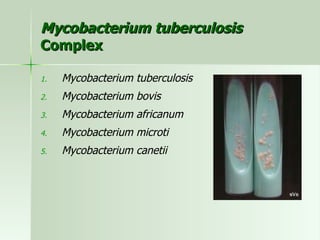 Mycobacterium tuberculosis | PPT