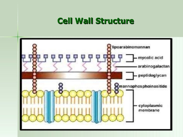 Mycobacterium Tuberculosis Structure And Function