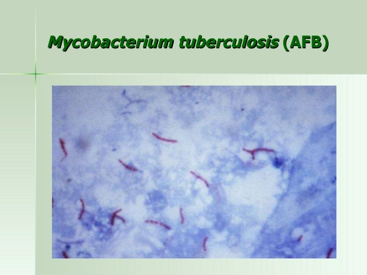 Mycobacterium Tuberculosis Structure And Function