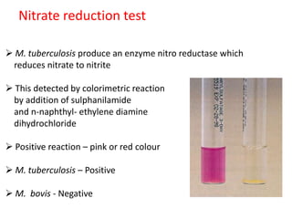 Mycobacterium tuberculosis | PPT
