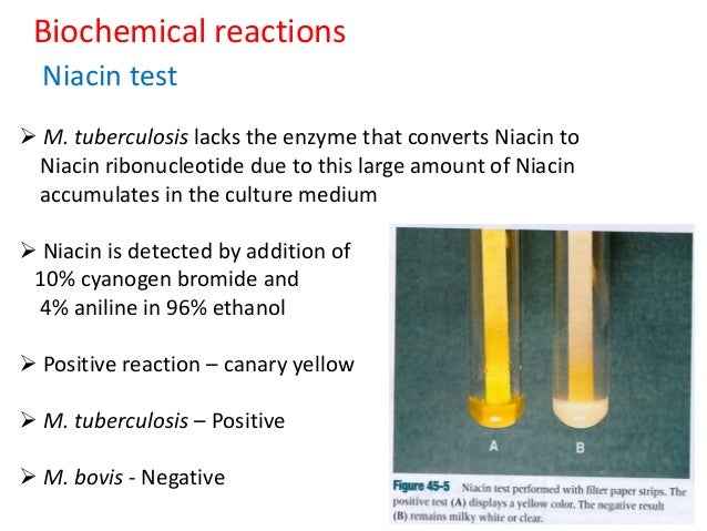 Mycobacterium tuberculosis