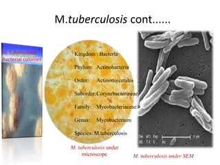 Mycobacterium tuberculosis | PPTX