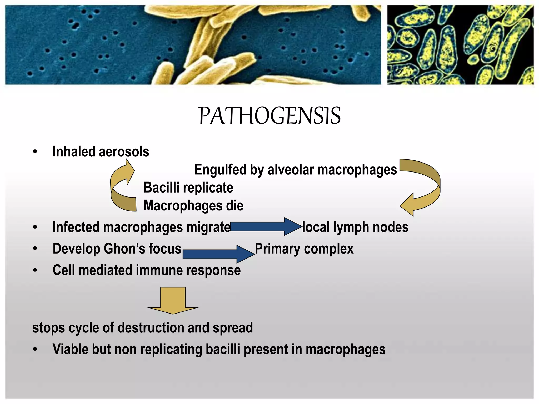 Mycobacterium tuberculosis(Microbiology) | PPTX