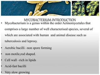 mycobacterium tuberculosis | PPT