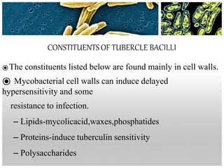 mycobacterium tuberculosis | PPT