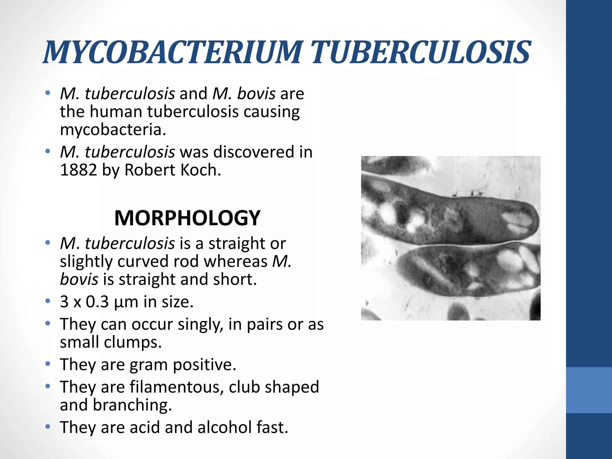 Mycobacterium tuberculosis | PPTX