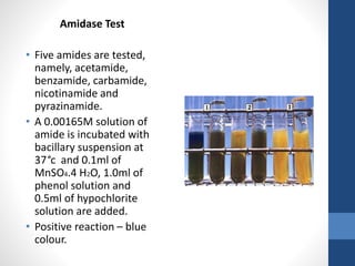 Mycobacterium tuberculosis | PPTX