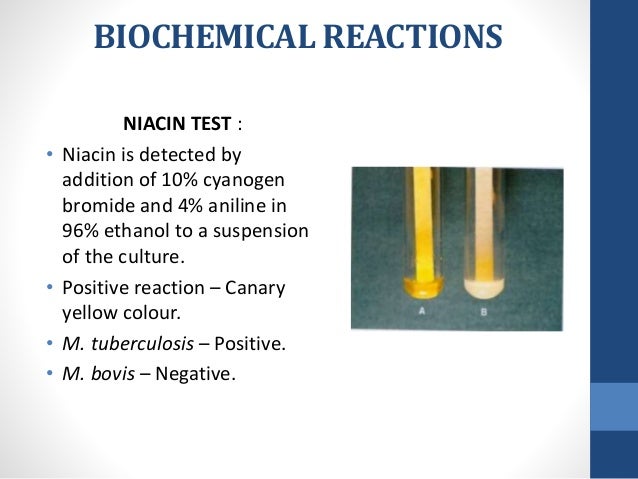 Mycobacterium tuberculosis