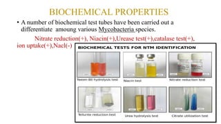 Mycobacterium tuberculosis-TB | PPT
