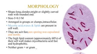 Mycobacterium tuberculosis-TB | PPT