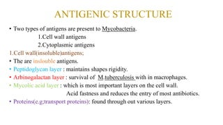 Mycobacterium Tuberculosis Structure