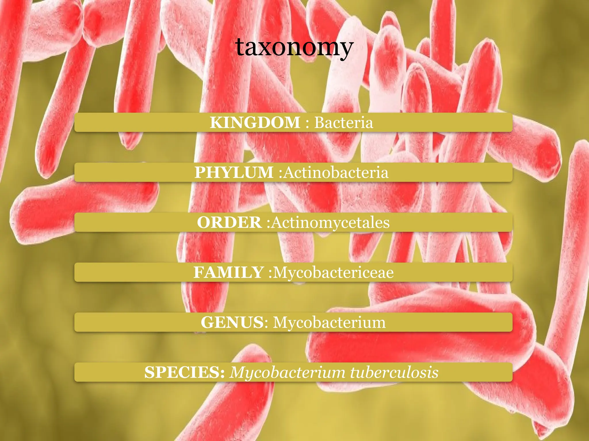 MYCOBACTERIUM Tuberculosis immunopathogenesis | PPTX