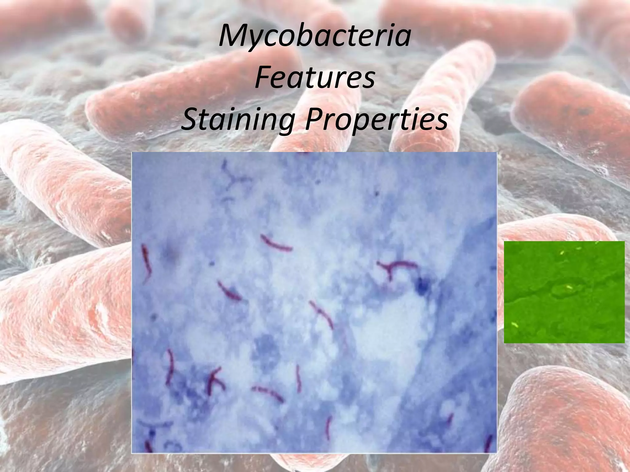 Mycobacterium tuberculosis and atypical mycobacteria | PPTX