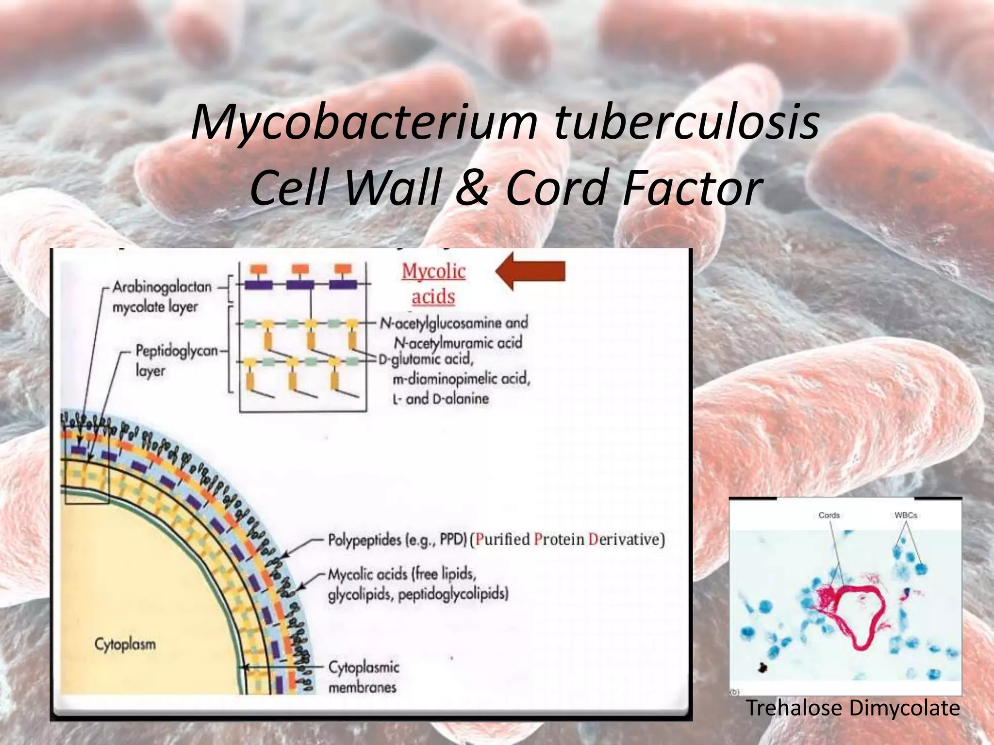 Mycobacterium tuberculosis and atypical mycobacteria | PPTX