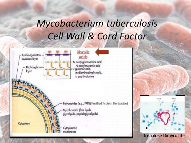 Mycobacterium tuberculosis and atypical mycobacteria