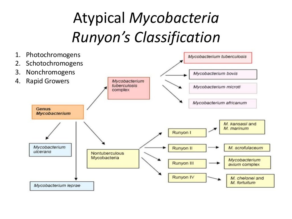 Mycobacterium tuberculosis and atypical mycobacteria