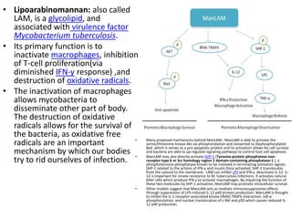 Mycobacteriun tuberculosis | PPTX