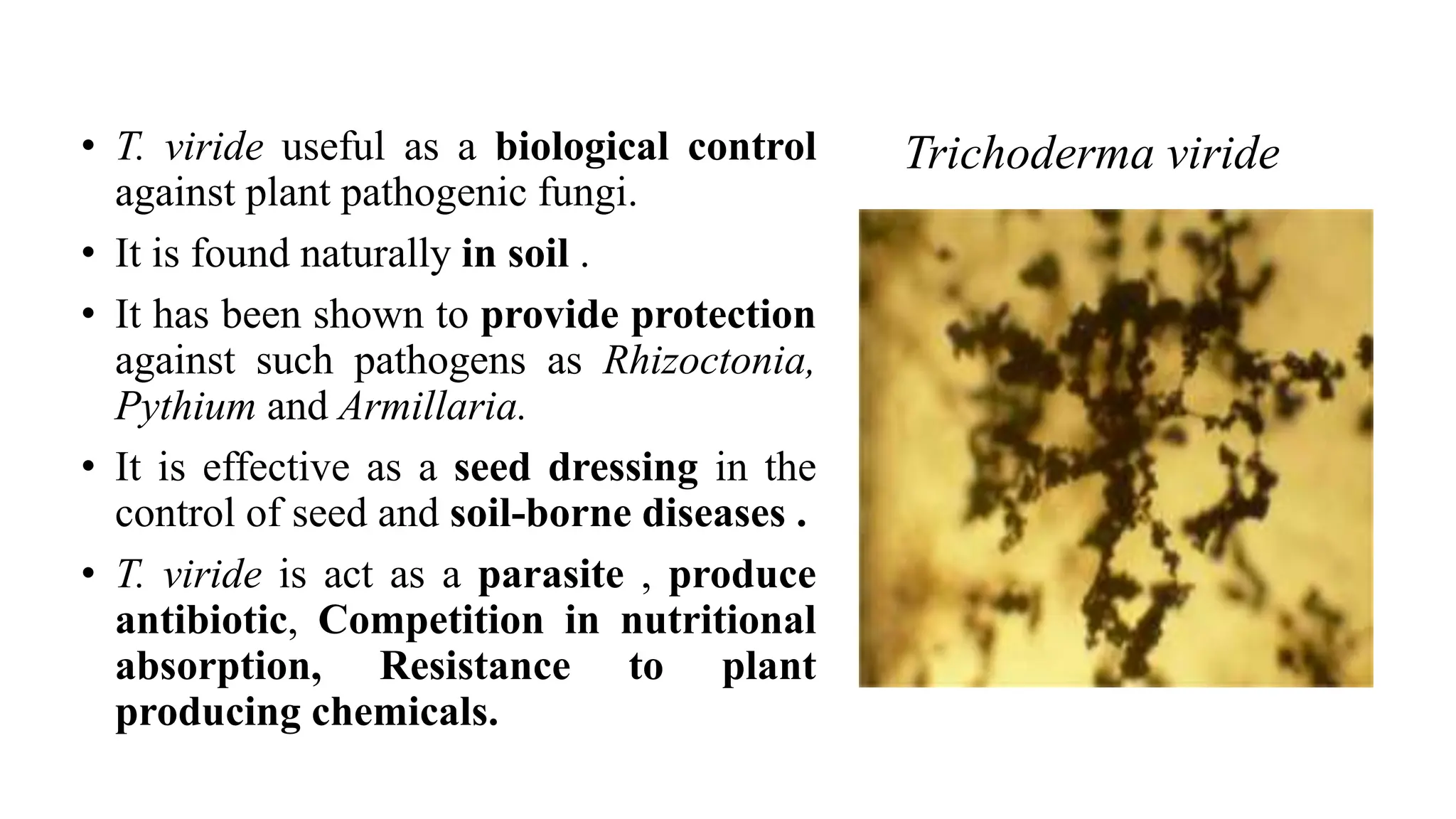 Control of fungal plant pathogens by using mycofungicides | PPTX