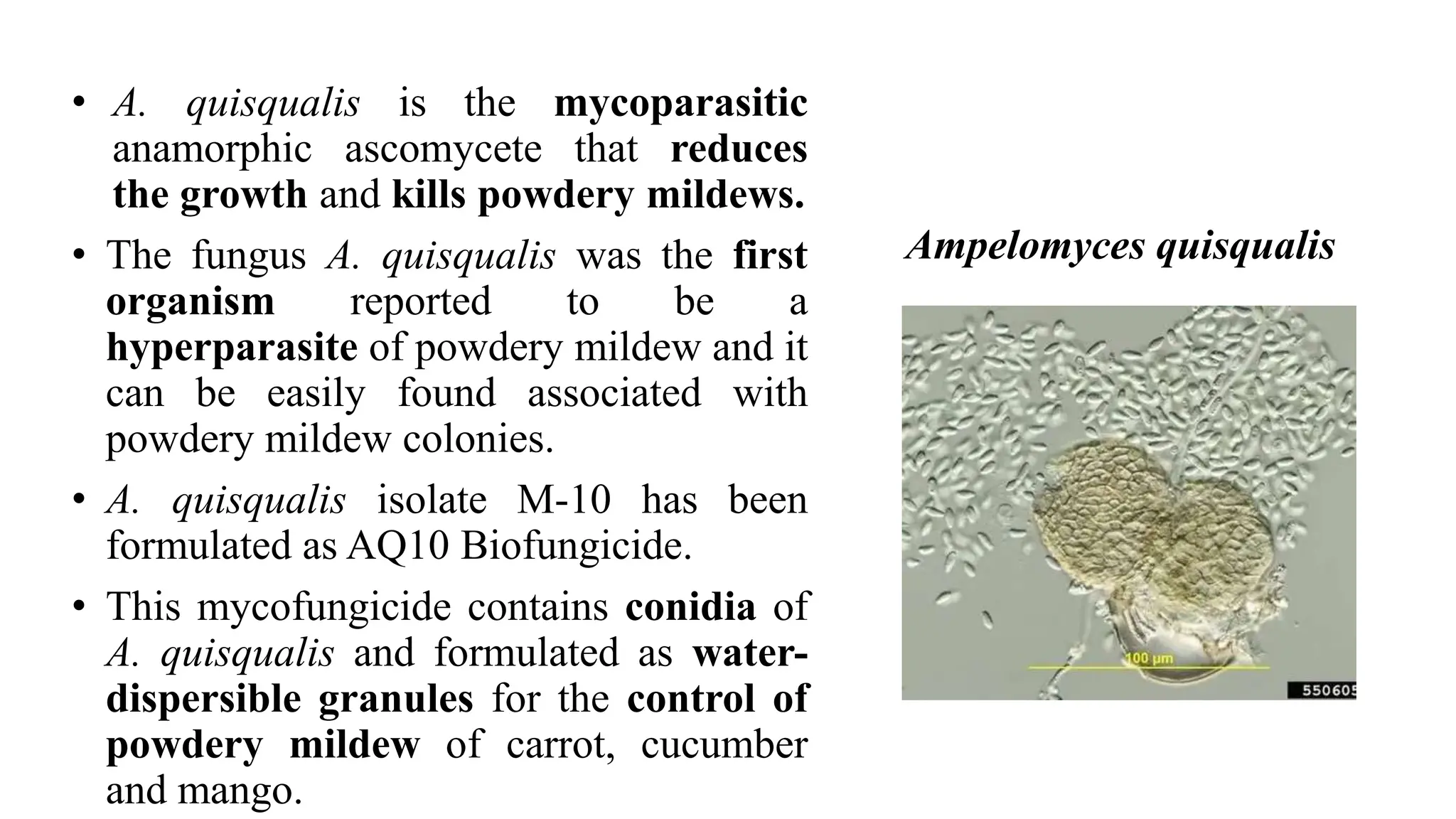 Control of fungal plant pathogens by using mycofungicides | PPTX